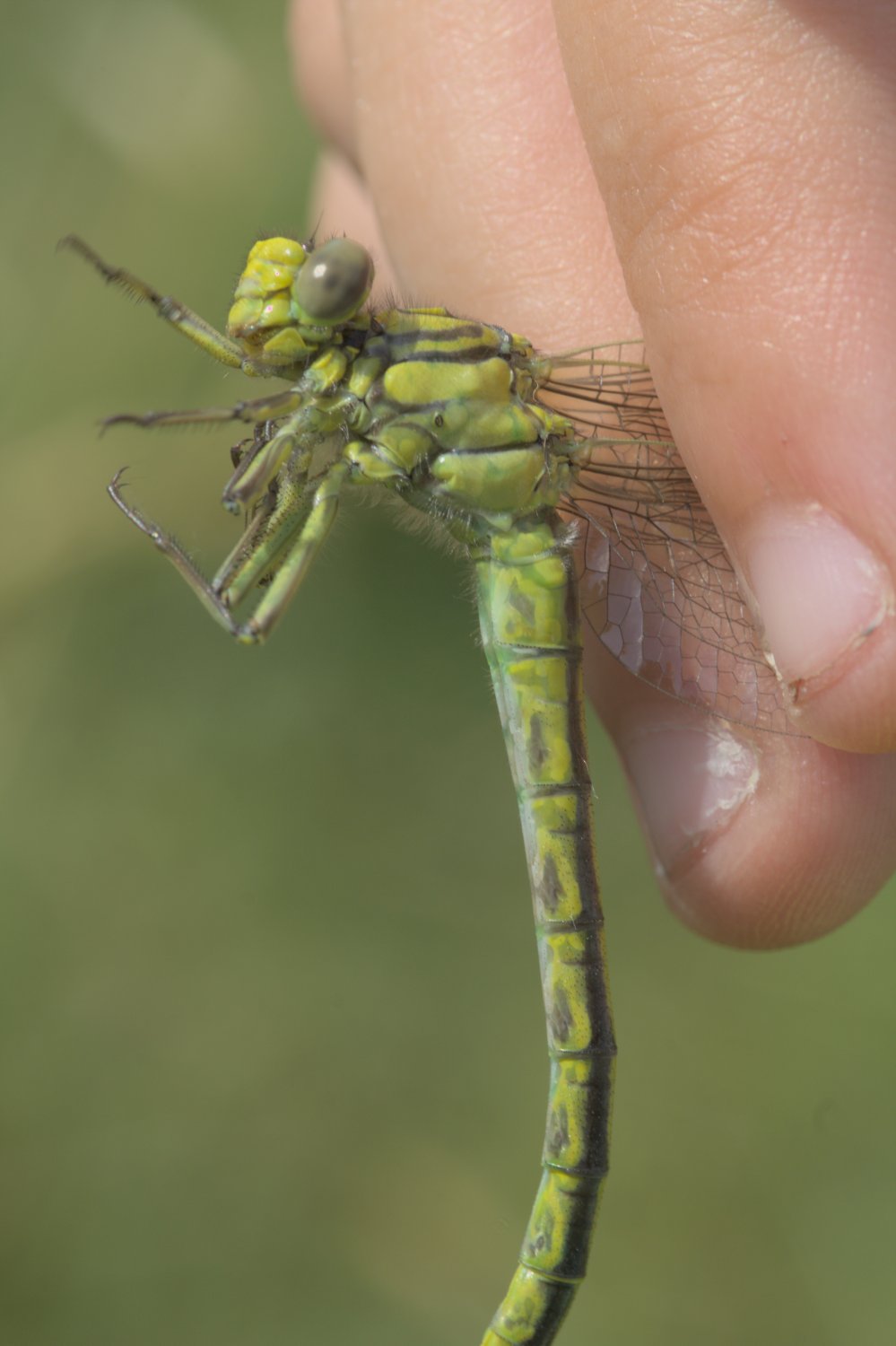 Réf. 324776 — INSECTA > Odonata > Gomphidae > Gomphus simillimus - www.galerie-insecte.org